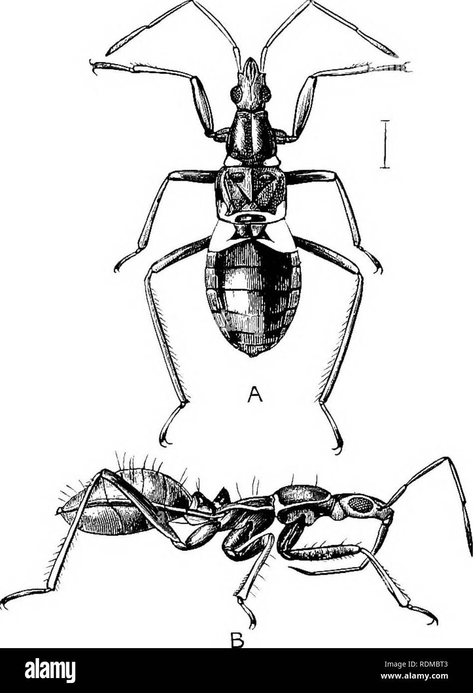 . The Cambridge natural history. Zoology. 556 HEMIPTERA-HETEROPTERA ...