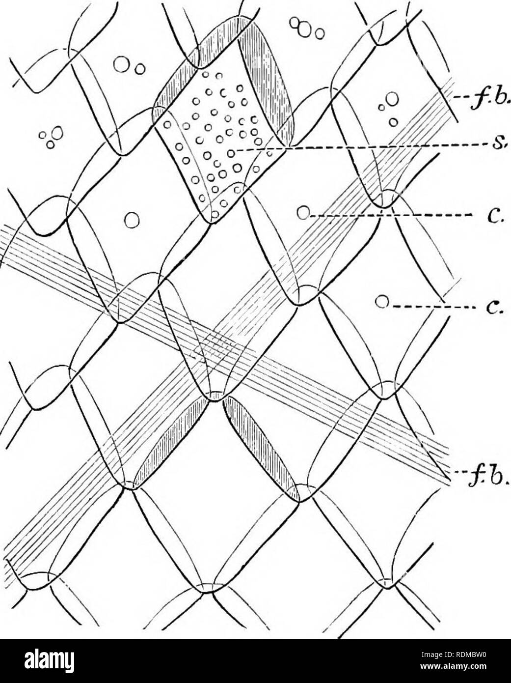 . The Cambridge natural history. Zoology. FISHES CHAP. The oldest ...