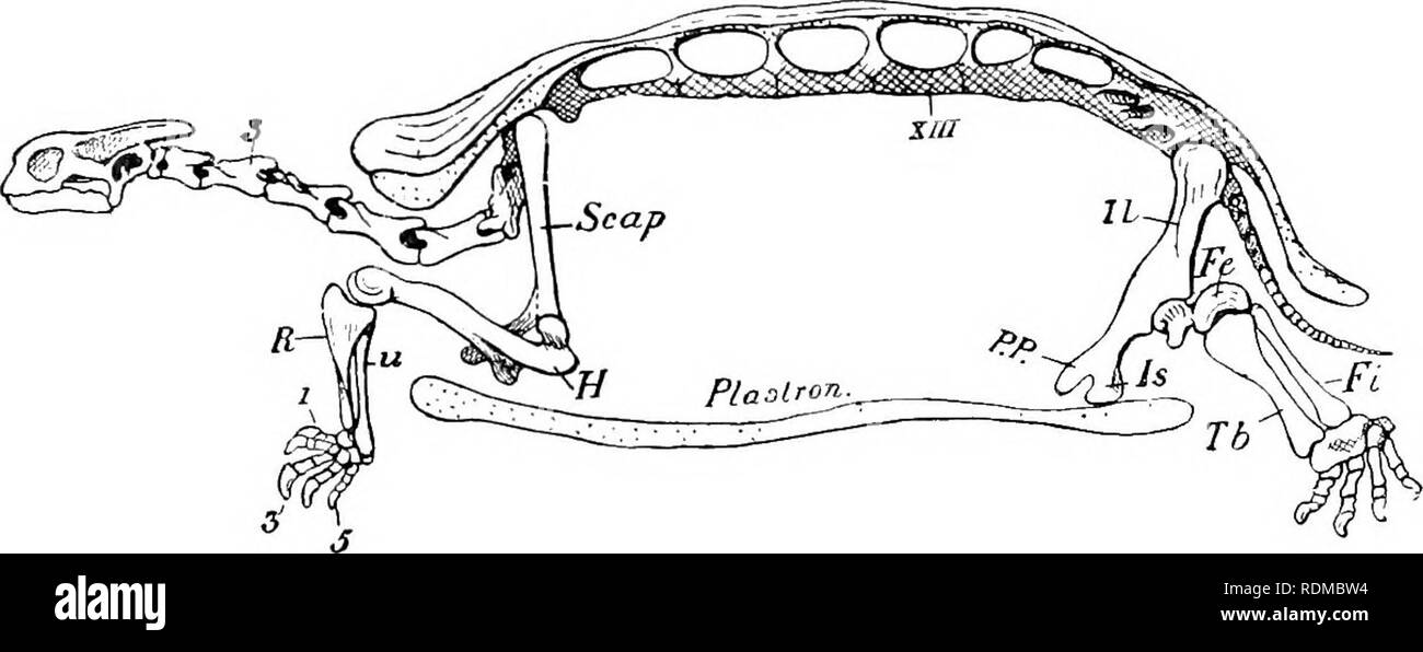 Scapular coracoid process hi-res stock photography and images - Alamy
