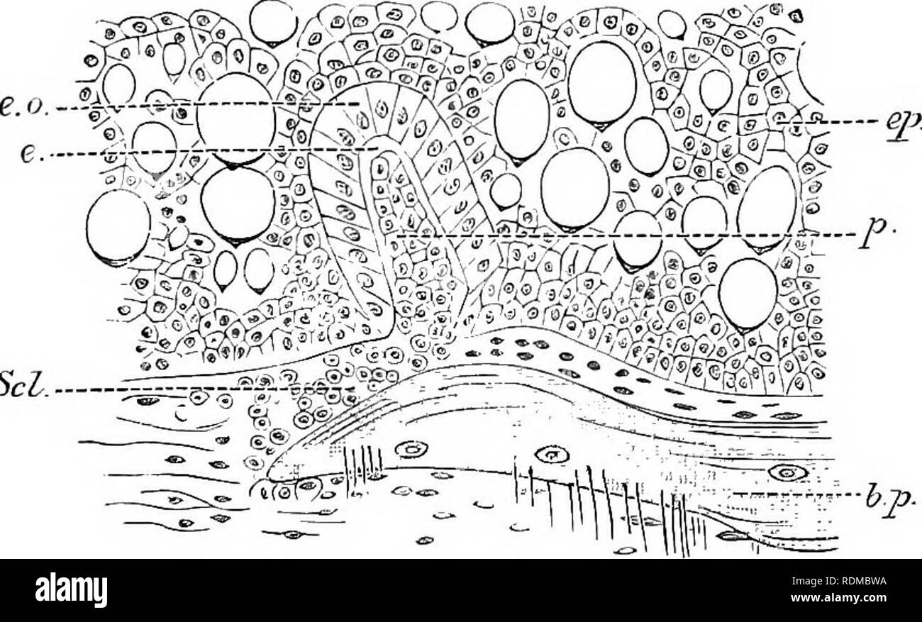 Cycloid scale hi-res stock photography and images - Alamy