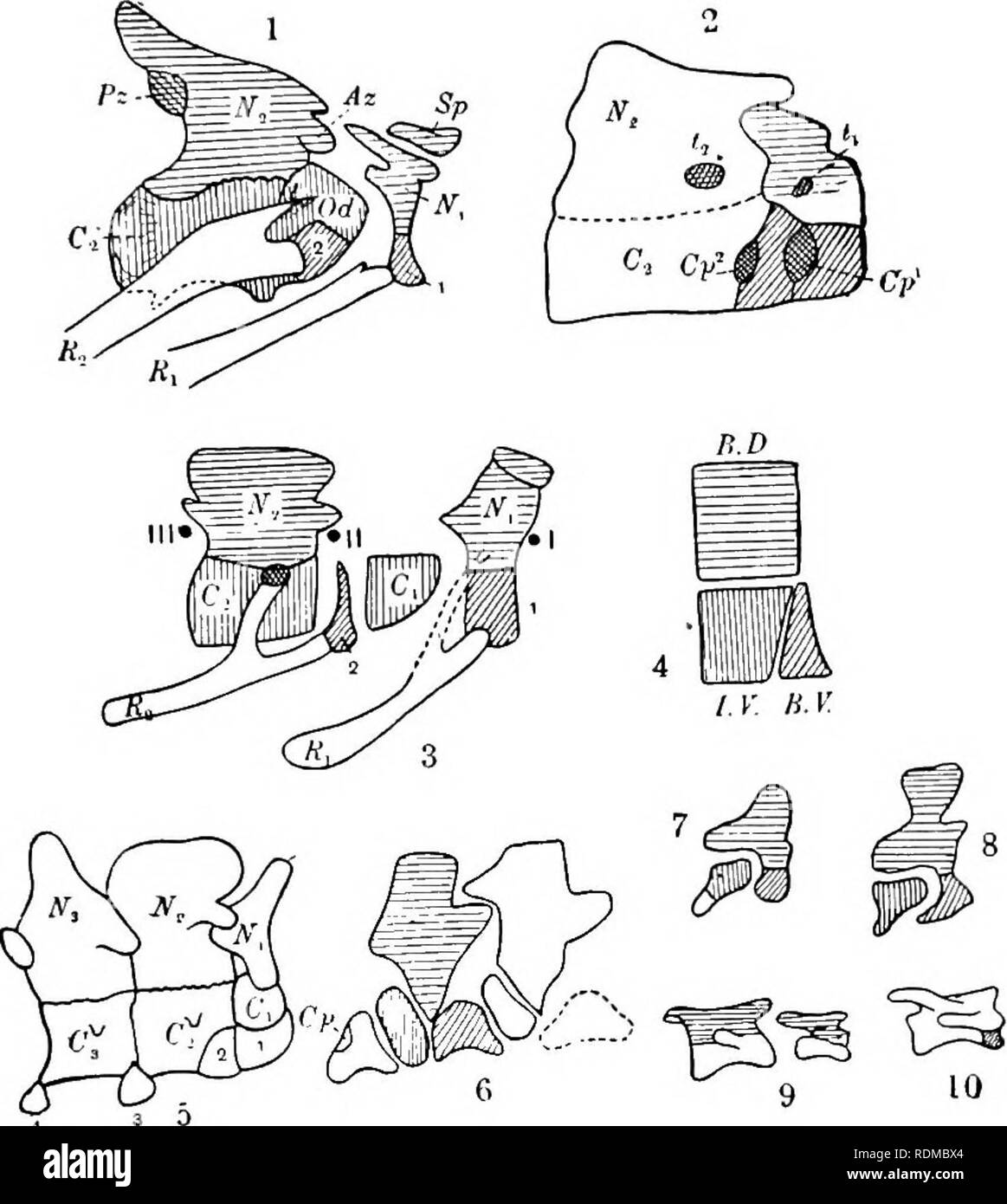 . The Cambridge natural history. Zoology. VERTEBRAL COLUMN 283 the ...