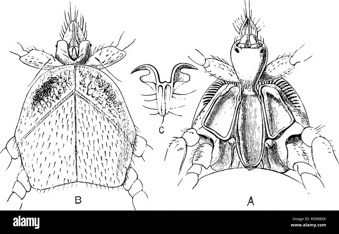 Ptilinum Cut Out Stock Images & Pictures - Alamy