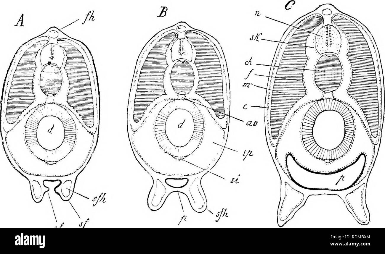 Cephalochordata hi-res stock photography and images - Alamy