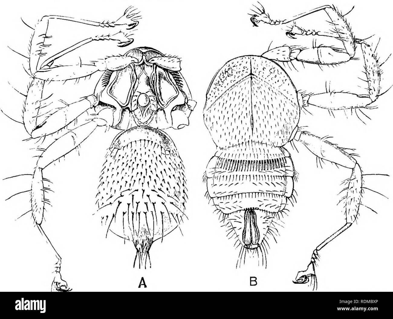 Larva hatches Black and White Stock Photos & Images - Alamy