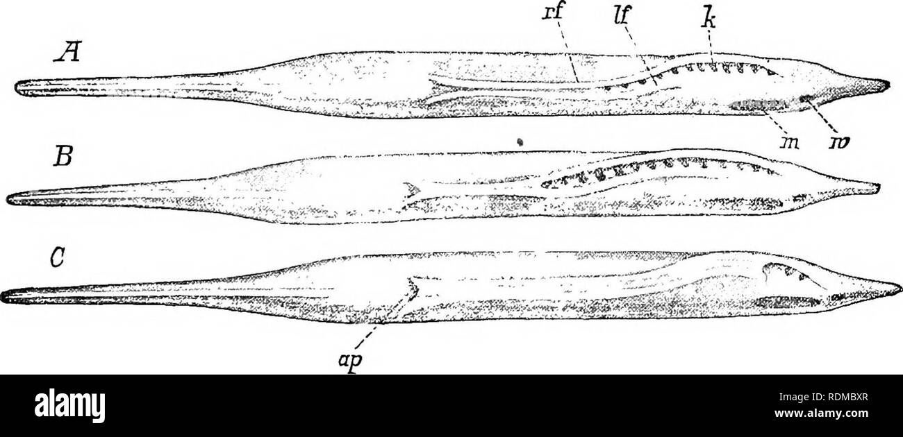 Gill slits Black and White Stock Photos & Images - Alamy