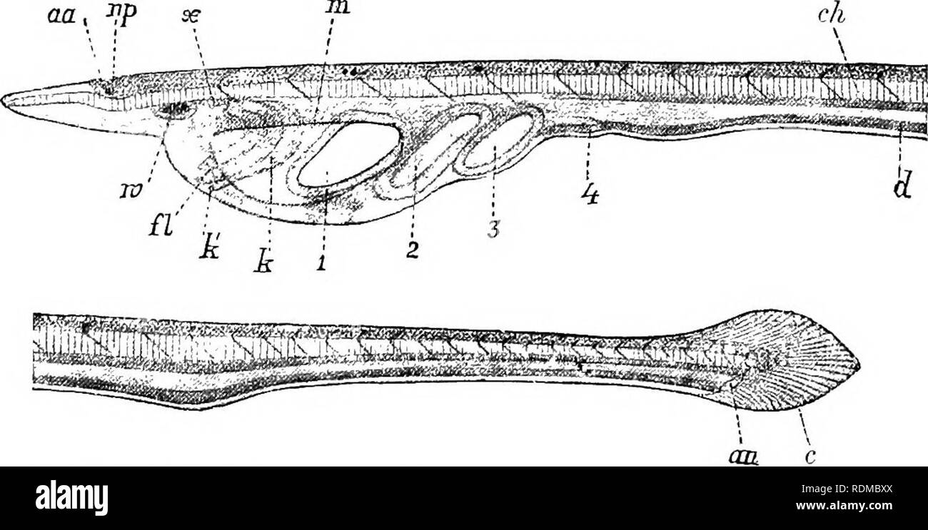 . The Cambridge natural history. Zoology. 7u *=/--./; Fig. 86.—A, young ...