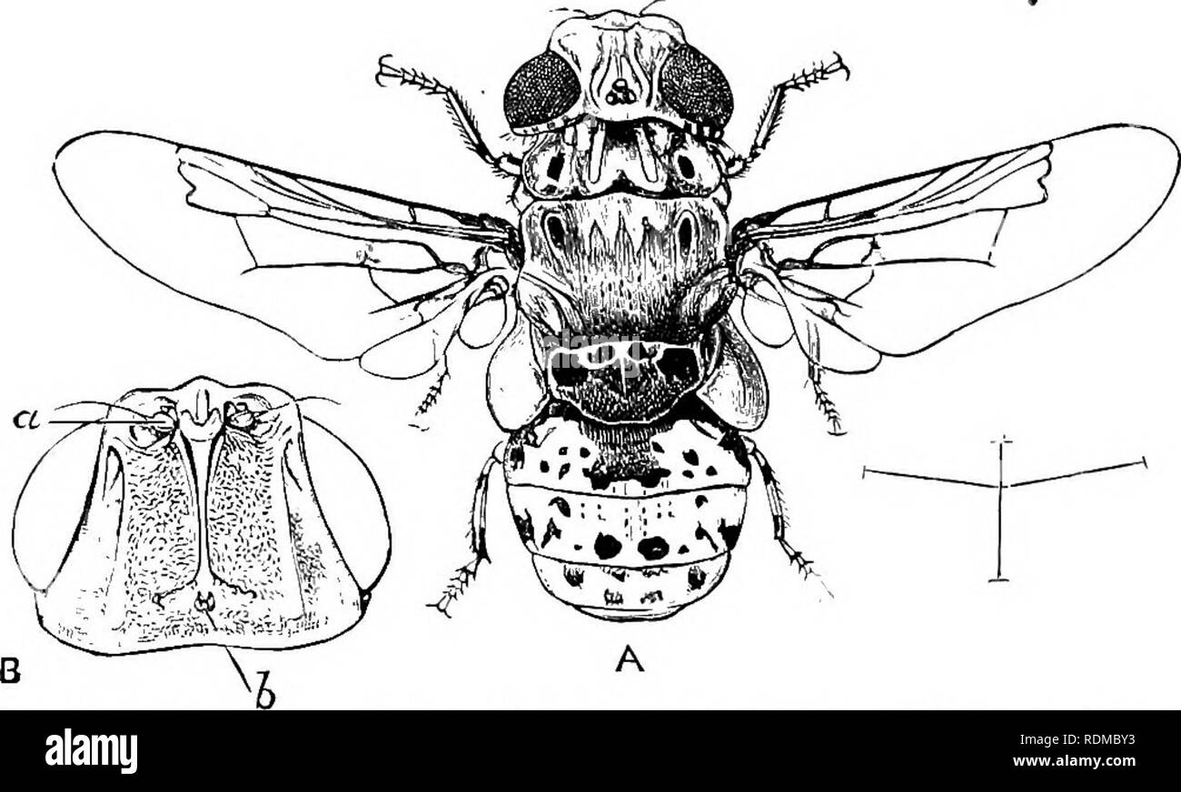 Bot flies hi-res stock photography and images - Alamy