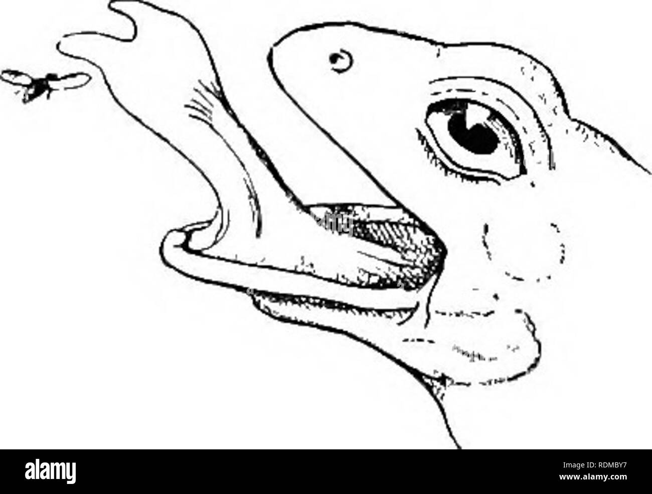 Human webbed feet Cut Out Stock Images & Pictures - Alamy