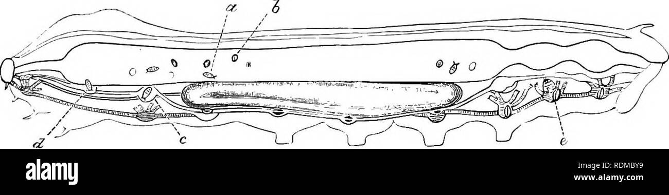 Diptera larva hatching Black and White Stock Photos & Images - Alamy