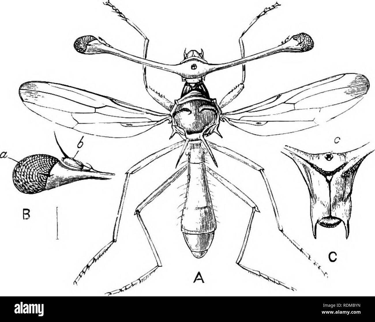 Cyclorrhapha Black and White Stock Photos & Images - Alamy