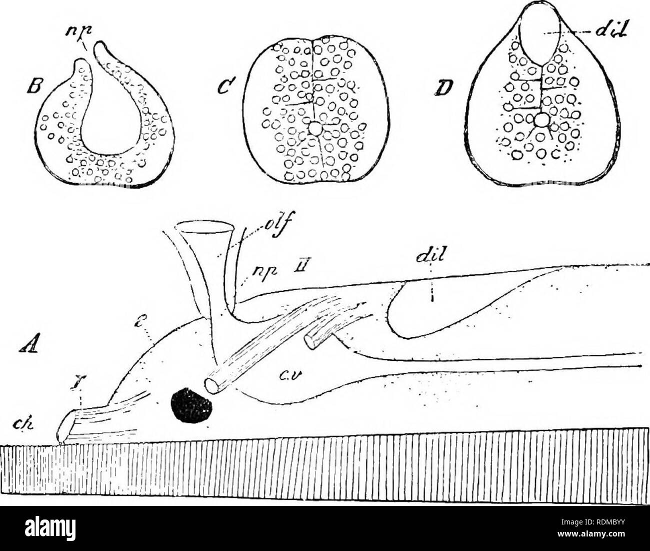 Cephalochordata hi-res stock photography and images - Alamy