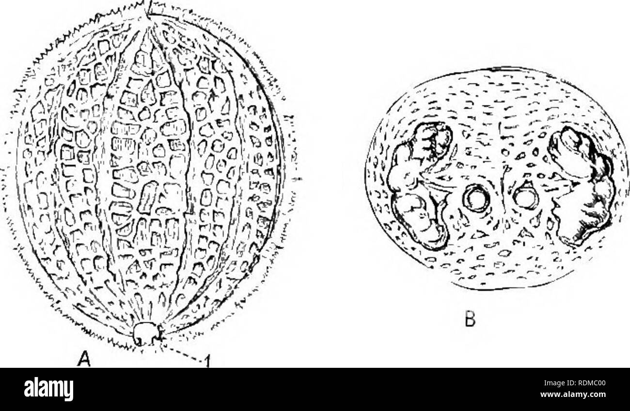 Microdon mutabilis hi-res stock photography and images - Alamy