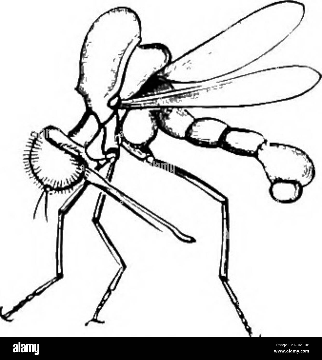 Rare species of spiders Black and White Stock Photos & Images - Alamy