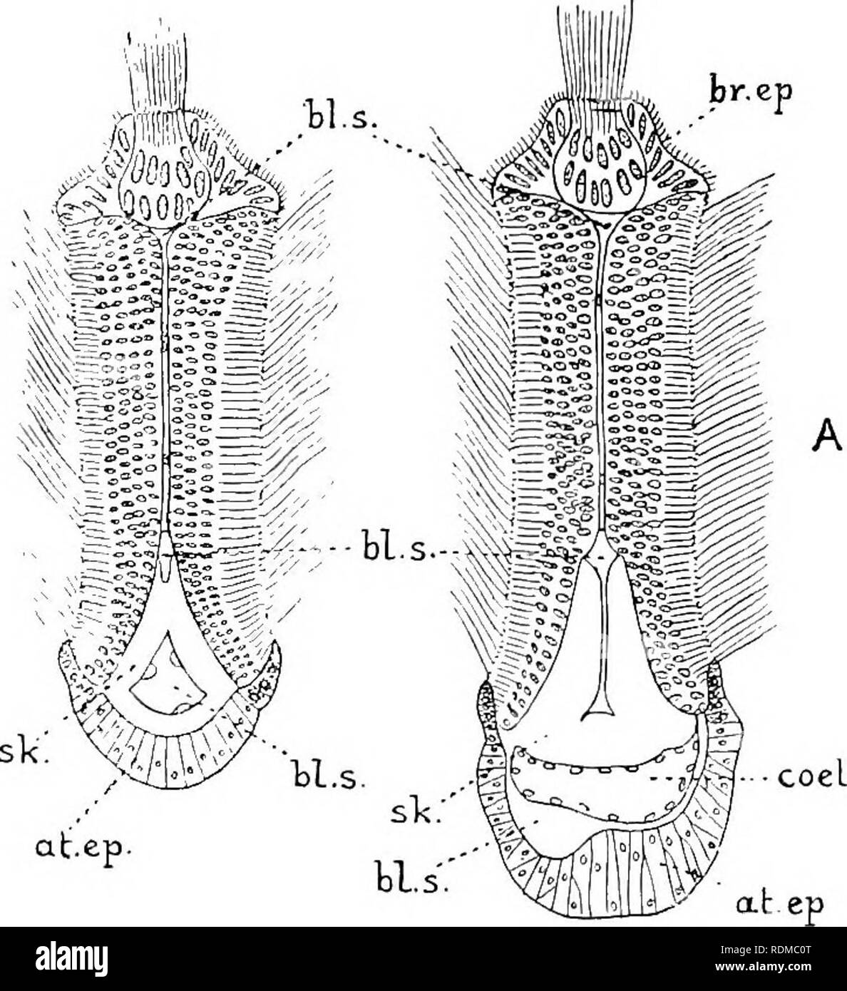 Cephalochordata hi-res stock photography and images - Alamy