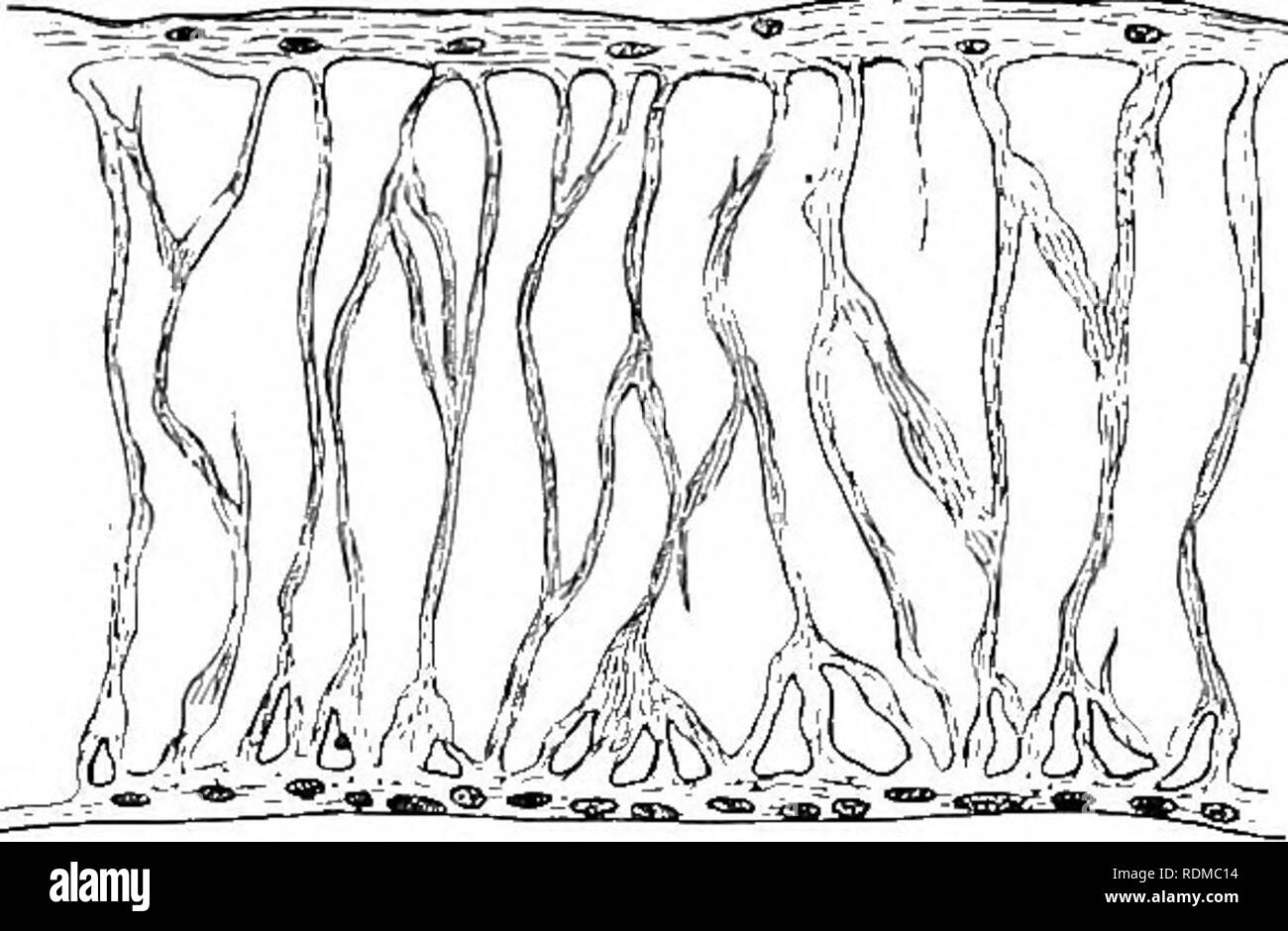 . The Cambridge natural history. Zoology. MUSCLES SKELETON 119 ...