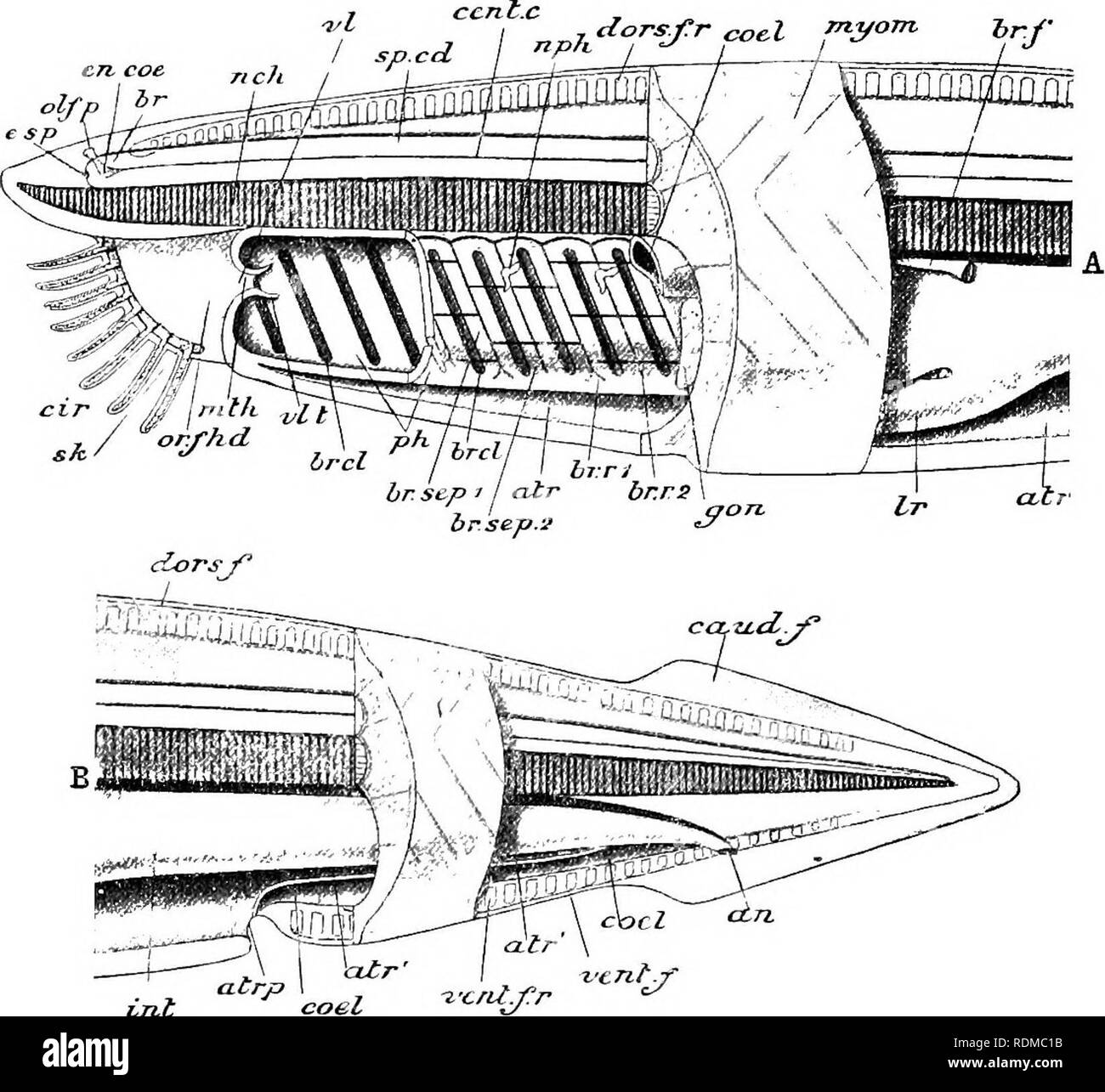 . The Cambridge natural history. Zoology. ii6 CEPHALOCHORDATA ...