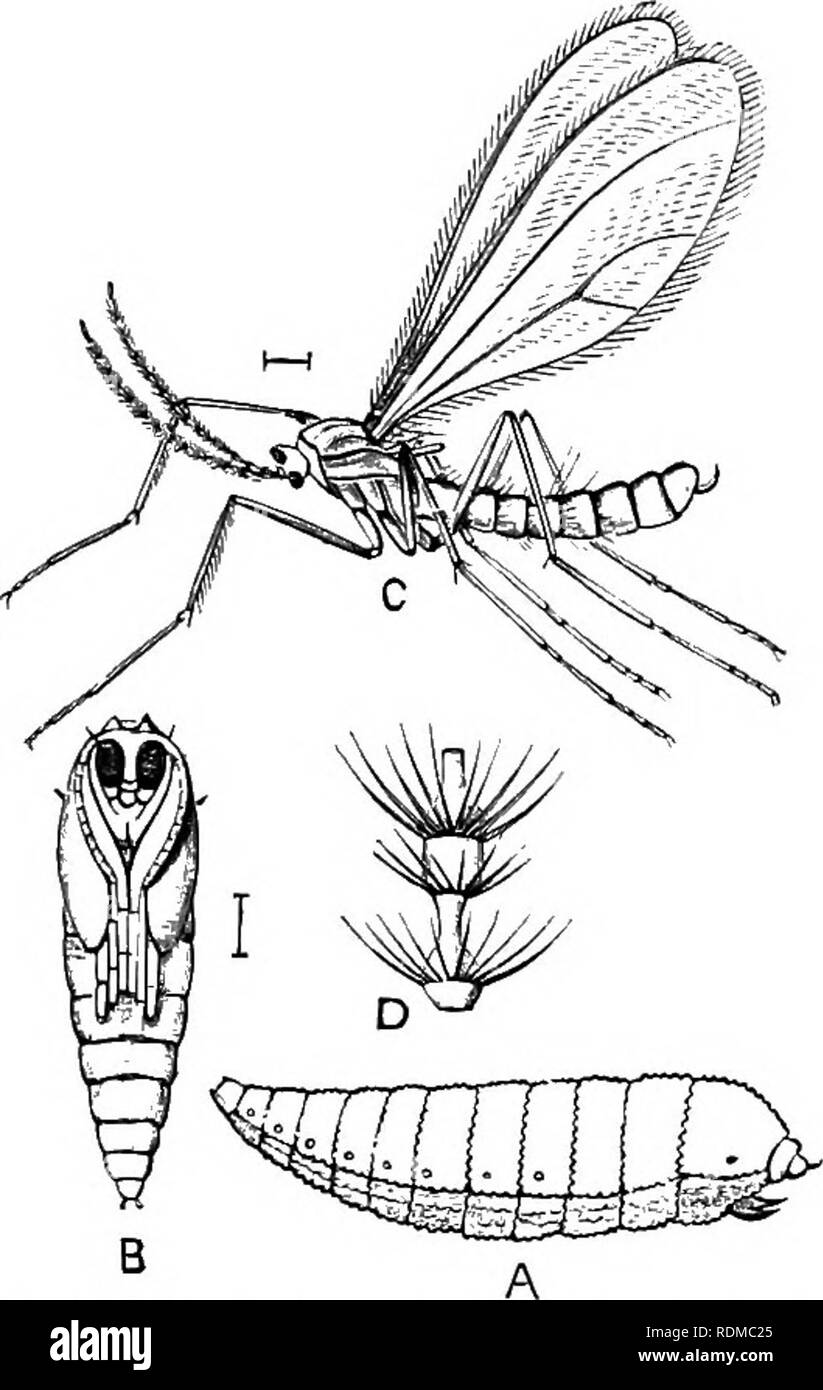 . The Cambridge natural history. Zoology. CECIDOMYIIDAE 459 ...