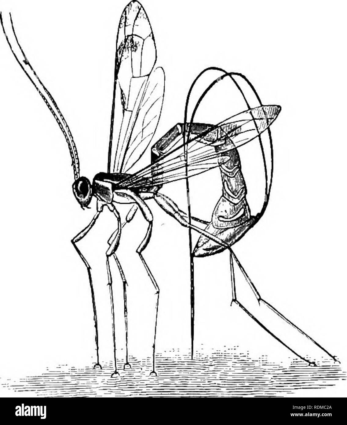 Siricidae family hi-res stock photography and images - Alamy