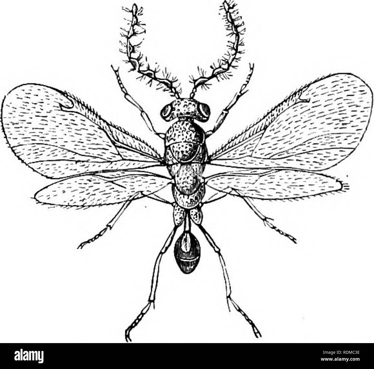 Thirteen insects Cut Out Stock Images & Pictures - Alamy