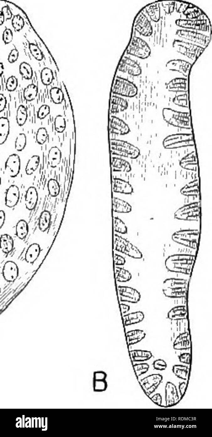 . The Cambridge natural history. Zoology. Fig. 53. — Two "systems" from ...