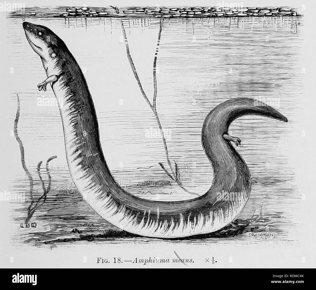 Neck flaps Black and White Stock Photos & Images - Alamy