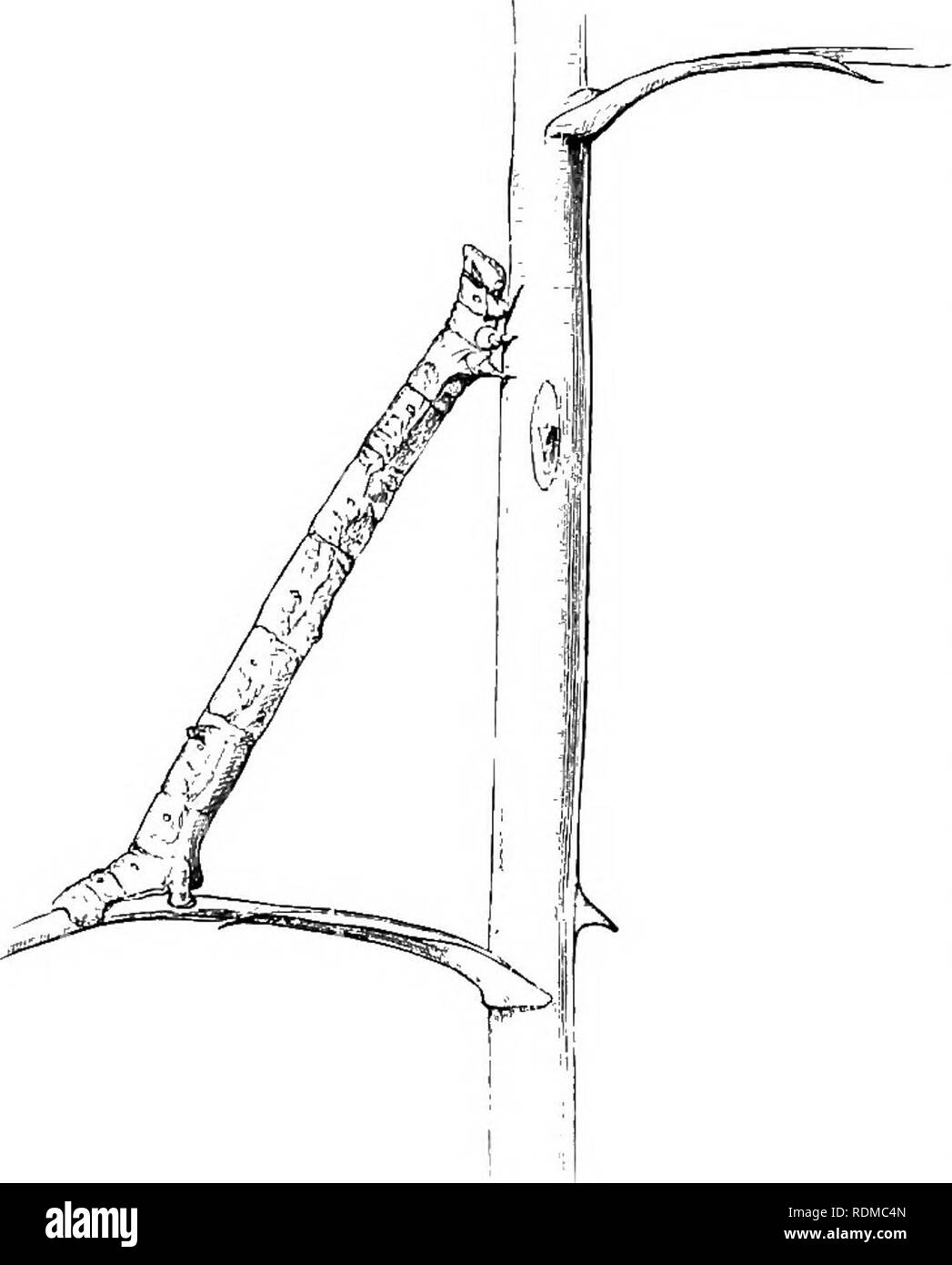 . The Cambridge natural history. Zoology. 412 LEPIDOPTERA CHAP ...