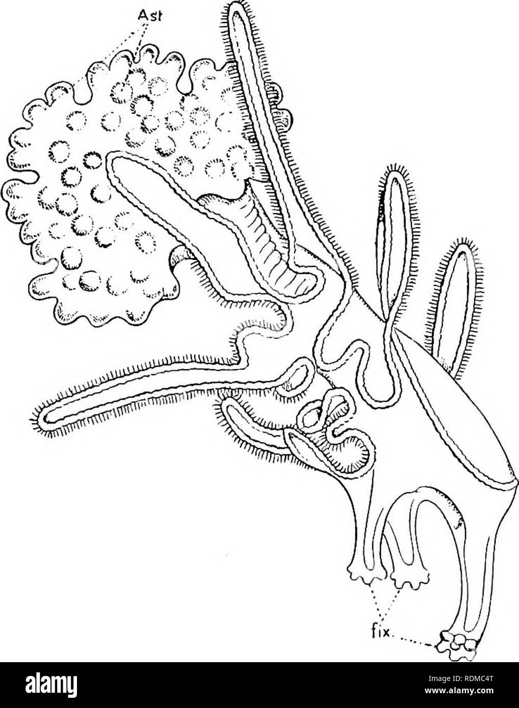 . The Cambridge natural history. Zoology. METAMORPHOSES 613 The ...