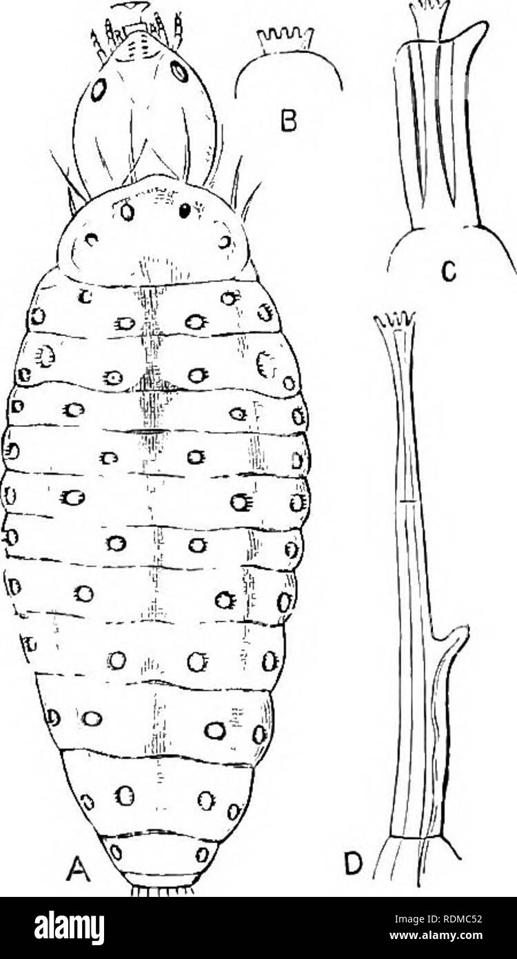 . The Cambridge natural history. Zoology. 402 LEPIDOPTERA CHAP. ill ...