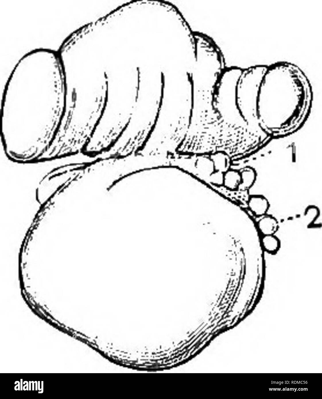 . The Cambridge natural history. Zoology. 6l2 ECHINODERMATA formed ...