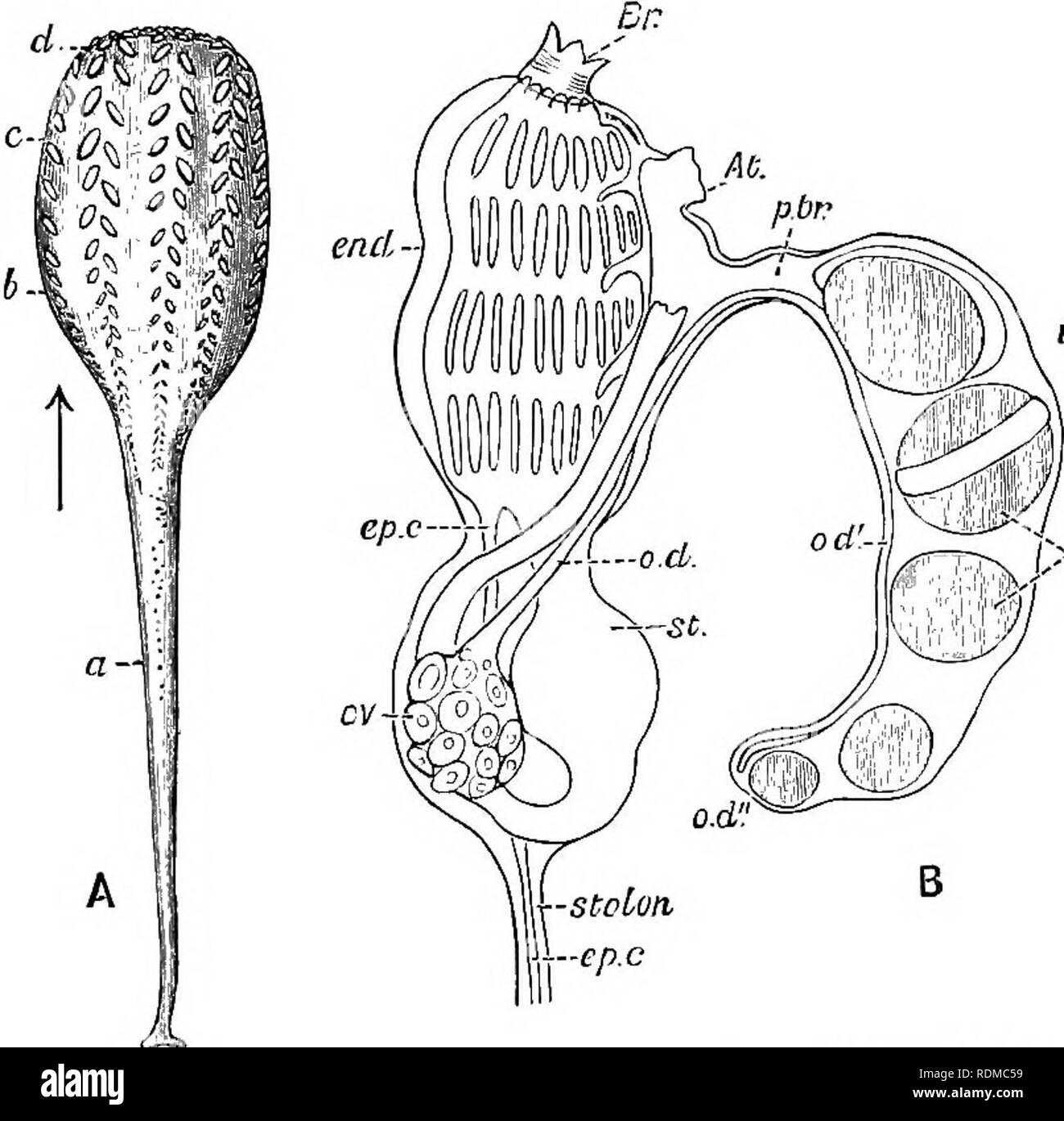 . The Cambridge natural history. Zoology. ASCIDIAE COMPOSITAE ...