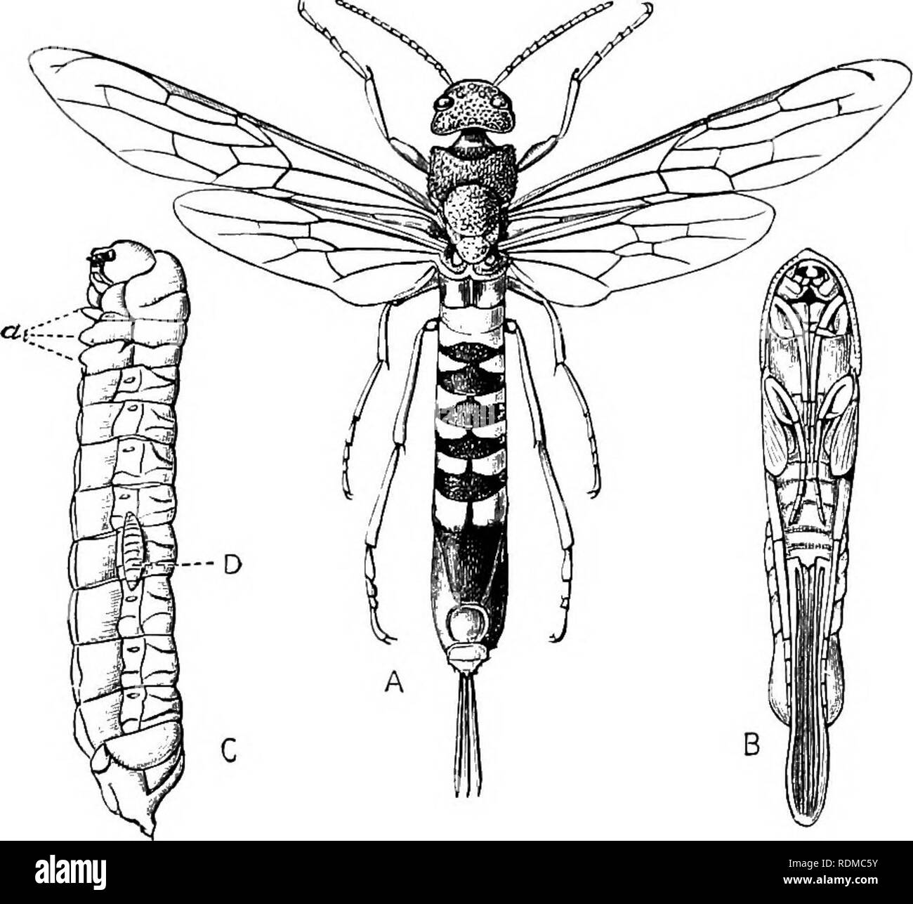 . The Cambridge natural history. Zoology. HYMENOPTERA 507 Ori/ssus ...