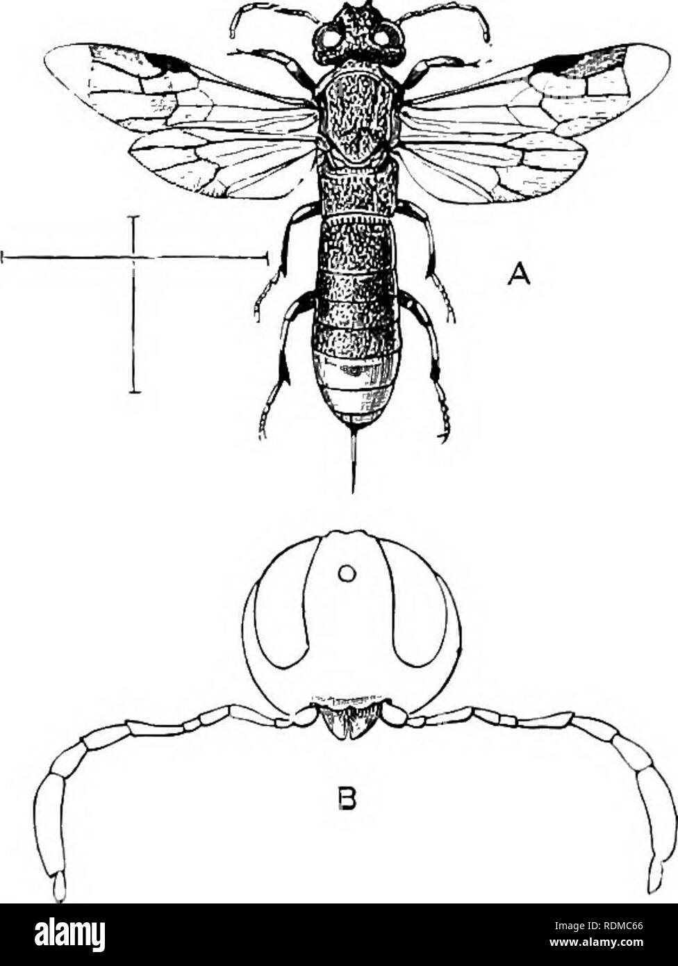 Transparent cocoon Black and White Stock Photos & Images - Alamy