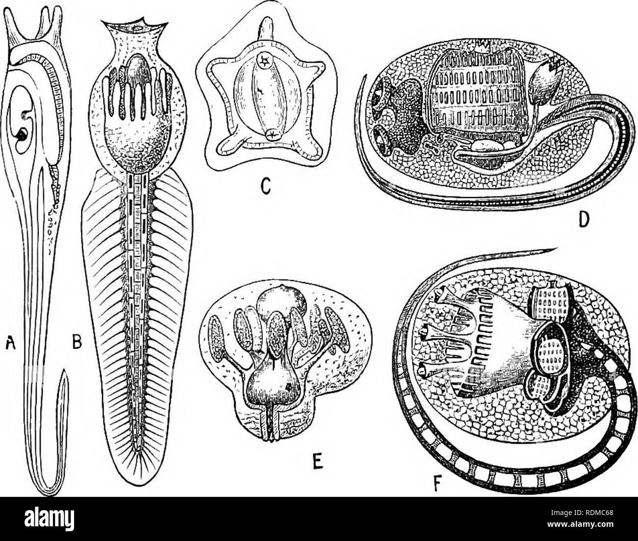 . The Cambridge natural history. Zoology. 78 ASCIDIANS CHAP. (genus ...