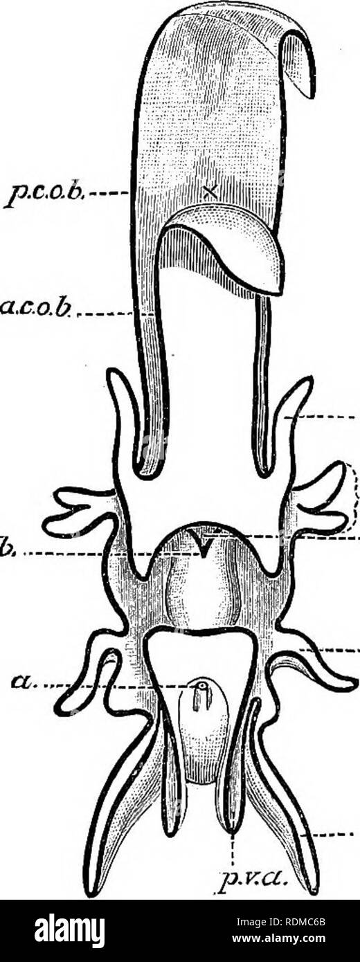 Concave funnel shaped hi-res stock photography and images - Alamy