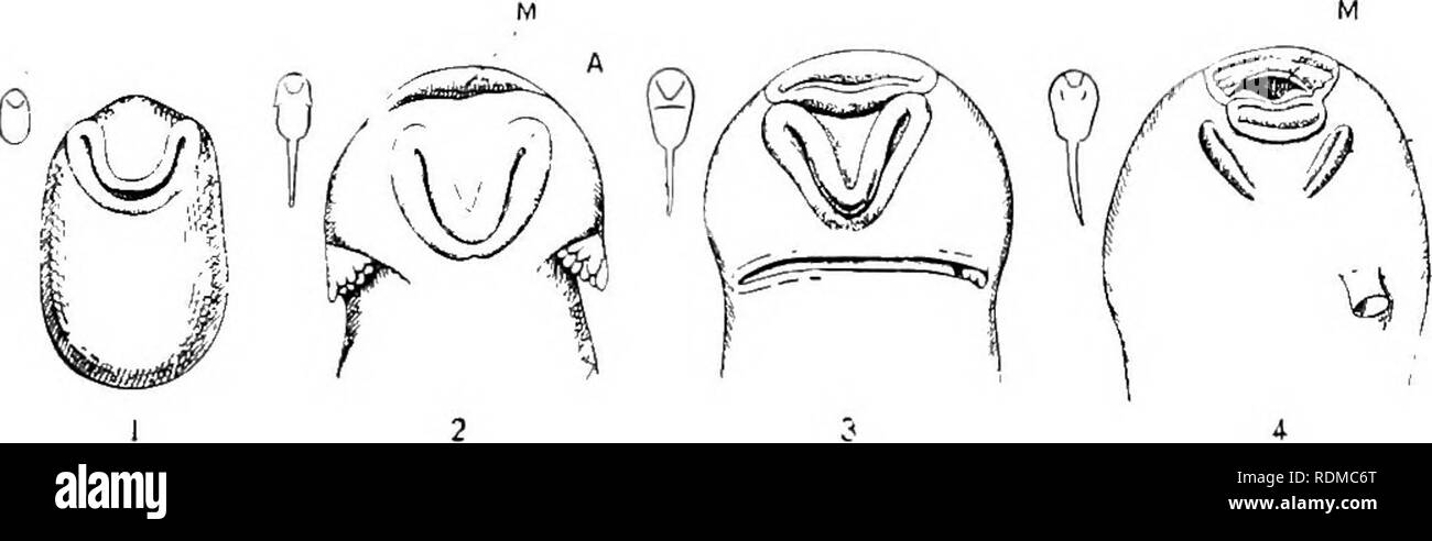 . The Cambridge natural history. Zoology. TADPOLES 57 gill-chamber and ...