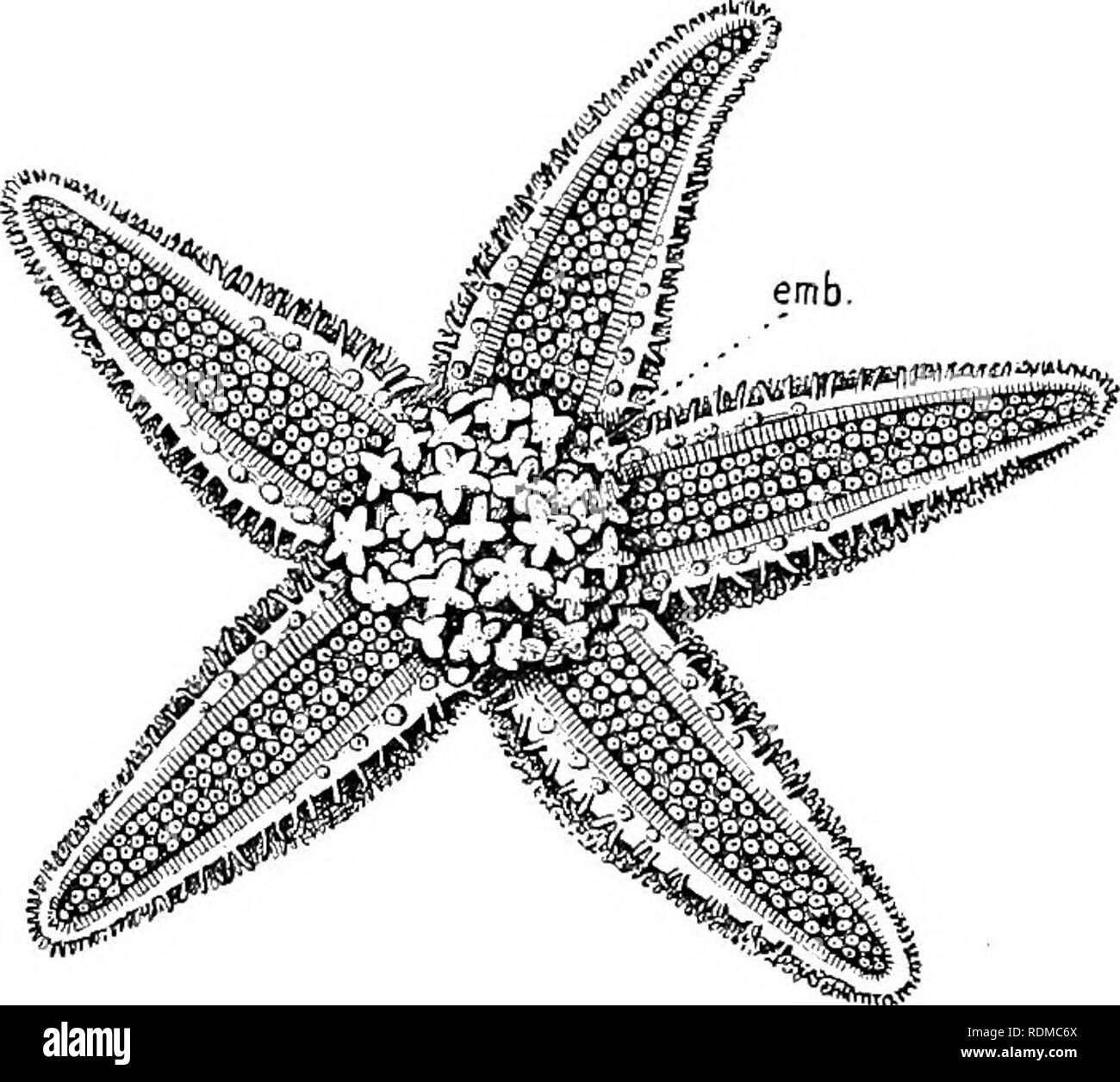 Brood pouches Cut Out Stock Images & Pictures - Alamy