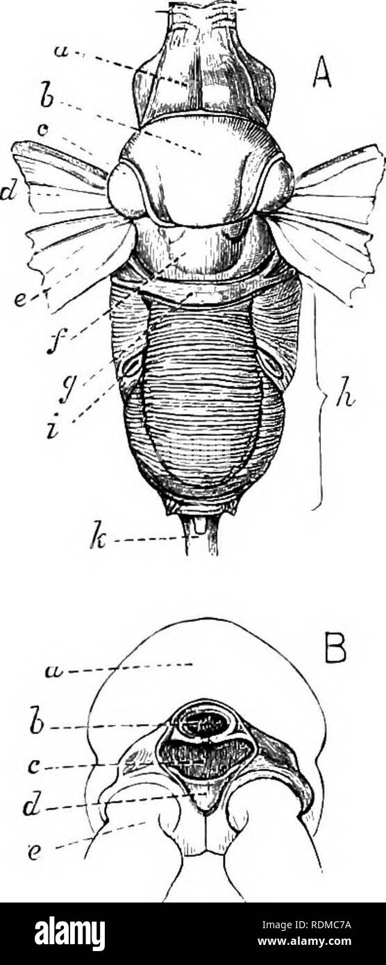 Hymen Black and White Stock Photos & Images - Alamy