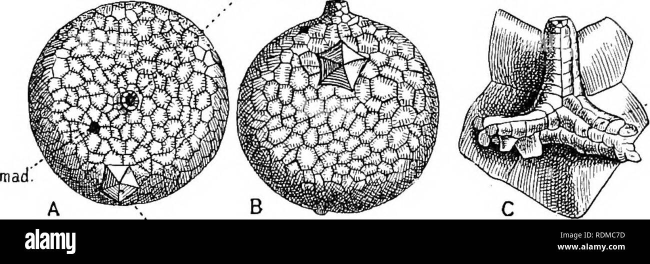 Cystoidea hi-res stock photography and images - Alamy