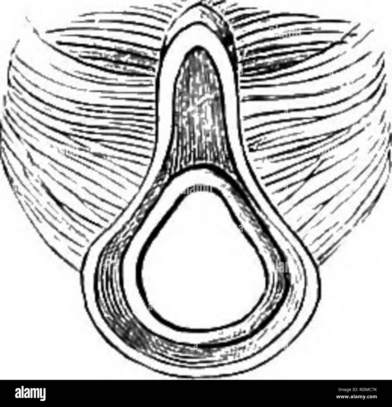 . The Cambridge natural history. Zoology. 38o LEPIDOPTERA ment, which ...