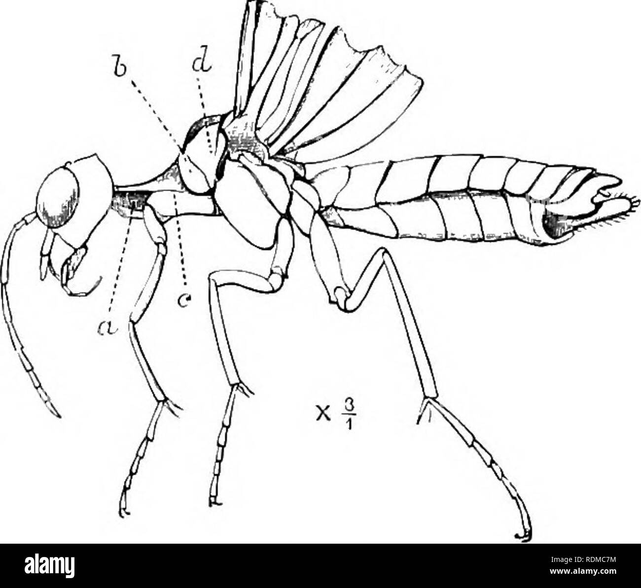 . The Cambridge natural history. Zoology. XXII EXTERNAL STRUCTURE 489 ...