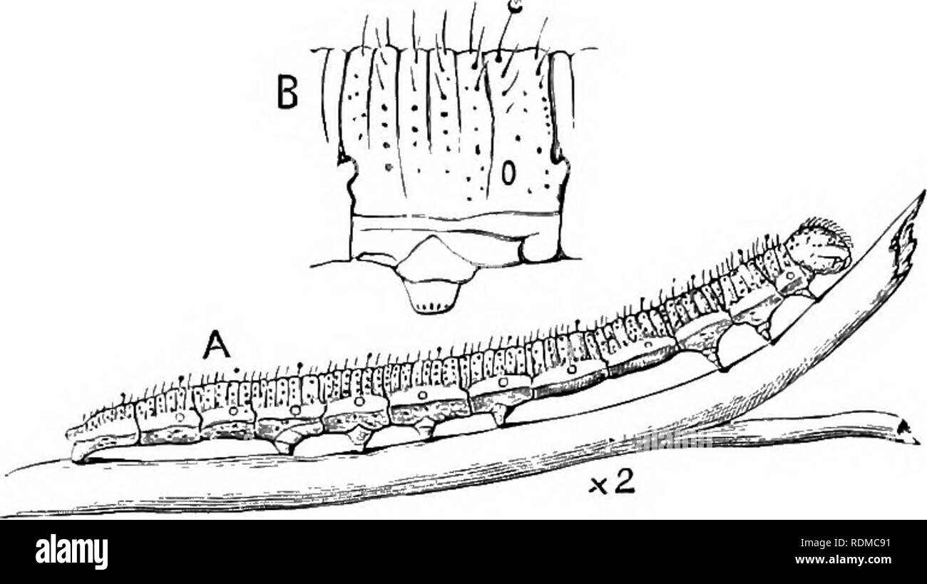 Papilionidae caterpillar Black and White Stock Photos & Images - Alamy