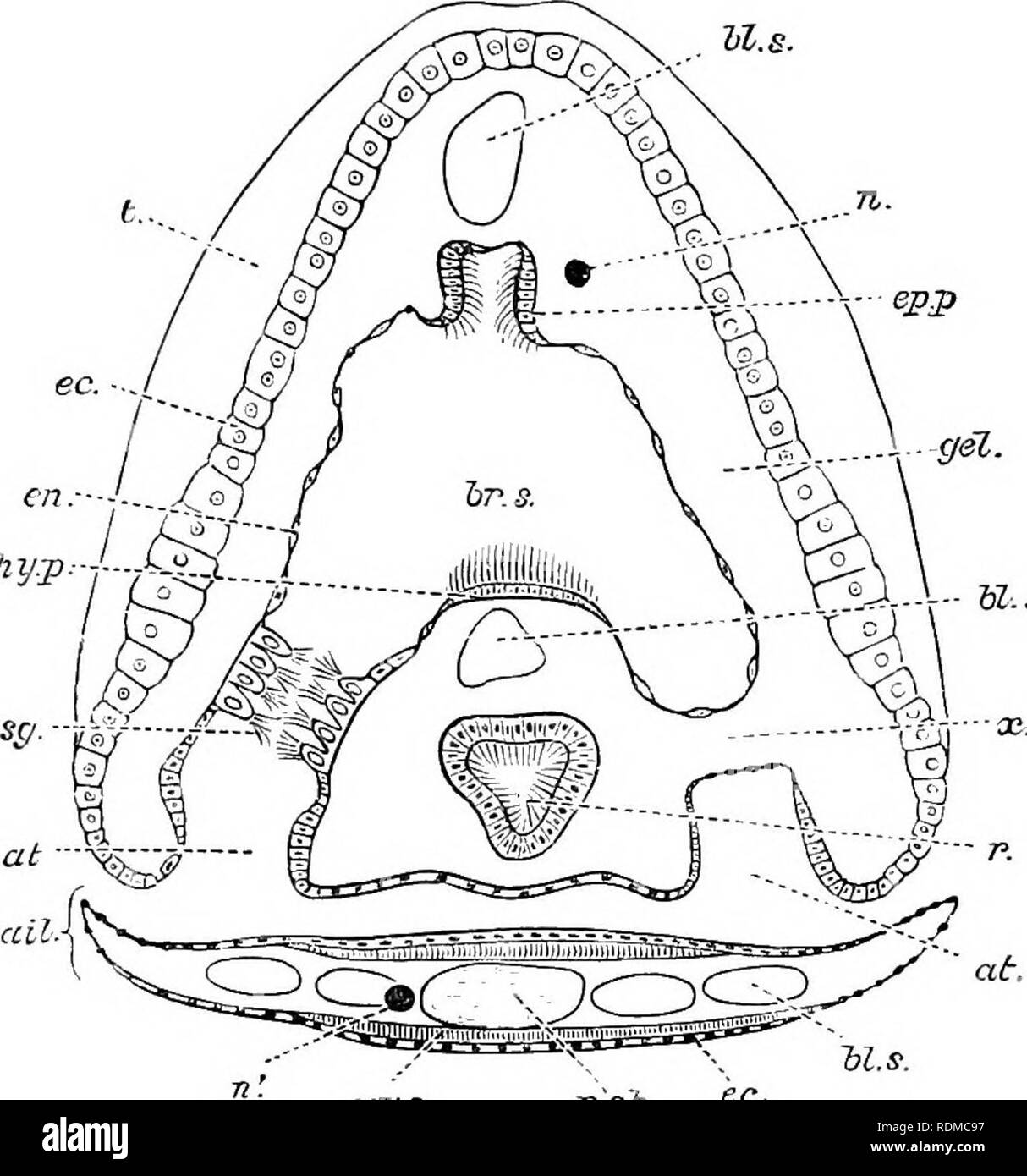 . The Cambridge natural history. Zoology. OCCURRENCE 69 Tiy.jP U.e ...