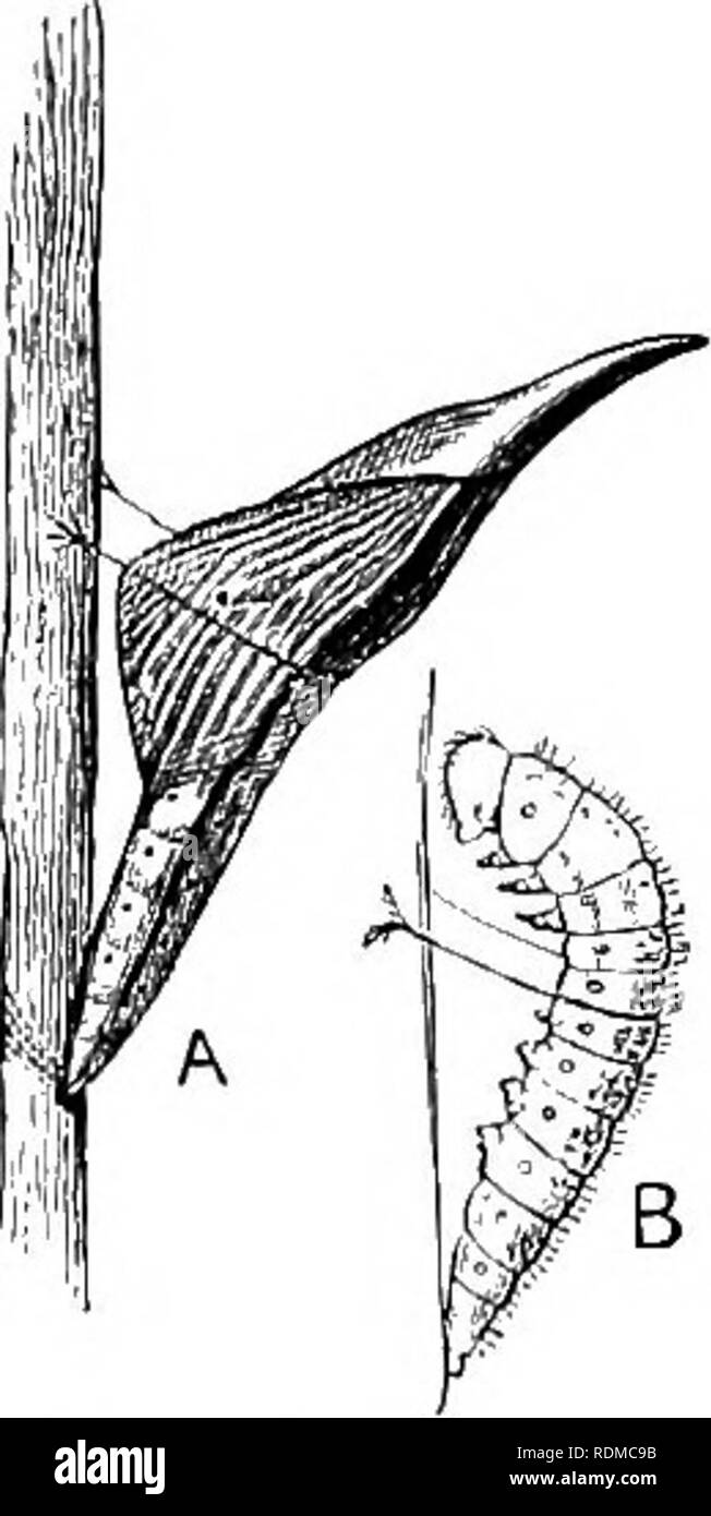 . The Cambridge natural history. Zoology. 358 LEPIDOPTERA. is certainly ...