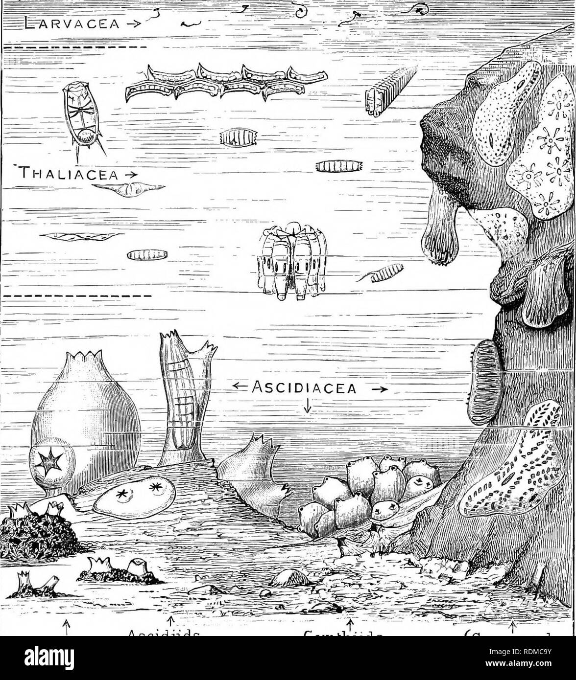 Appendicularians hi-res stock photography and images - Alamy