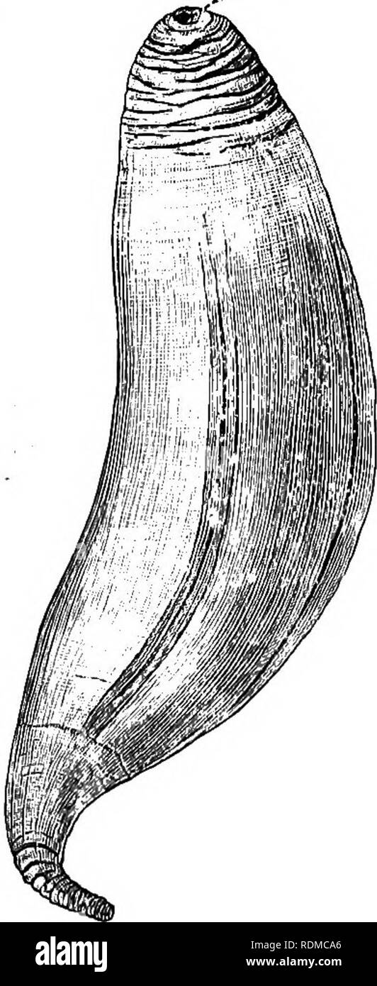 . The Cambridge natural history. Zoology. MOLPADIIDA SYNAPTIDA 575 ...