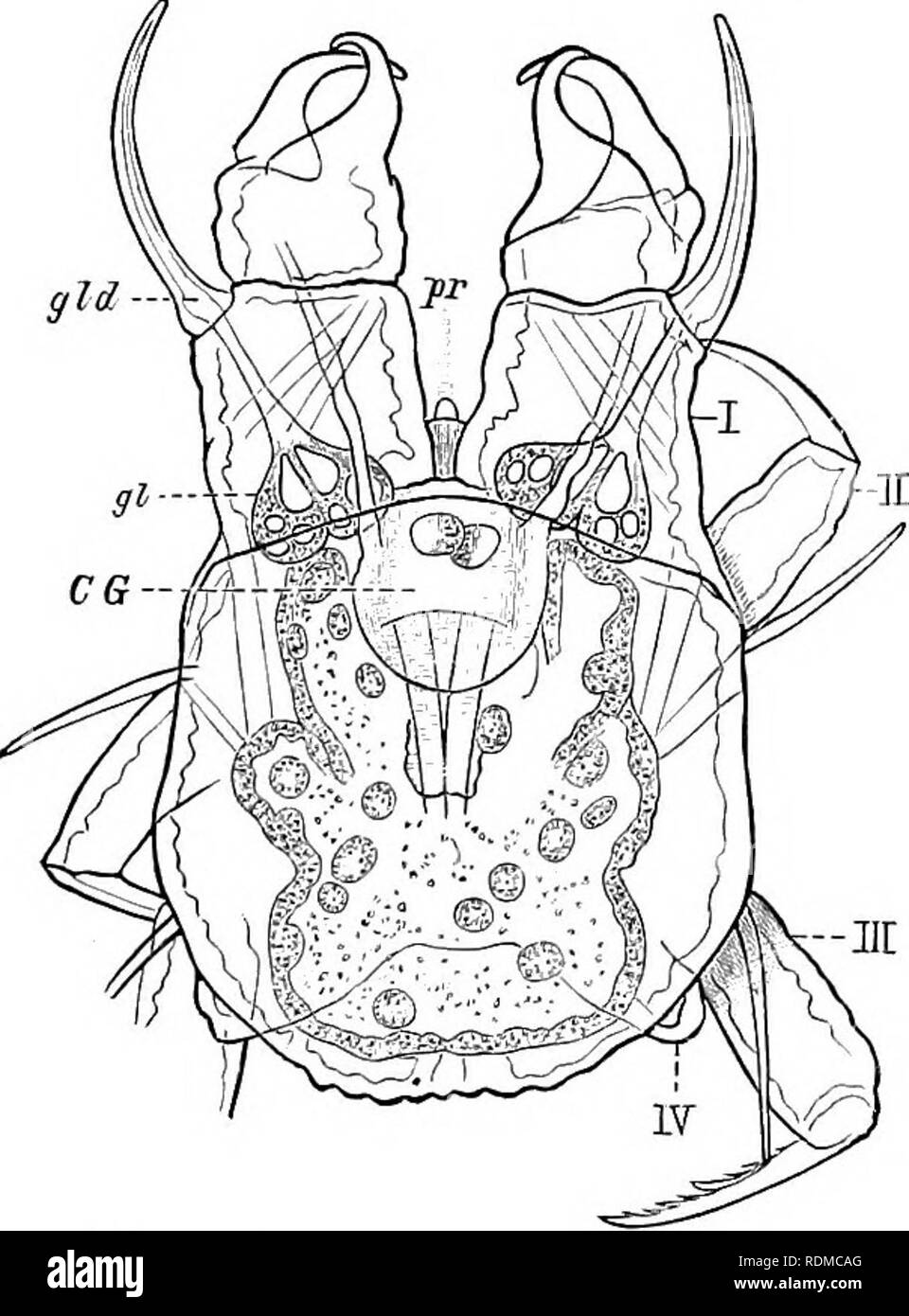 Gut glands Cut Out Stock Images & Pictures - Alamy