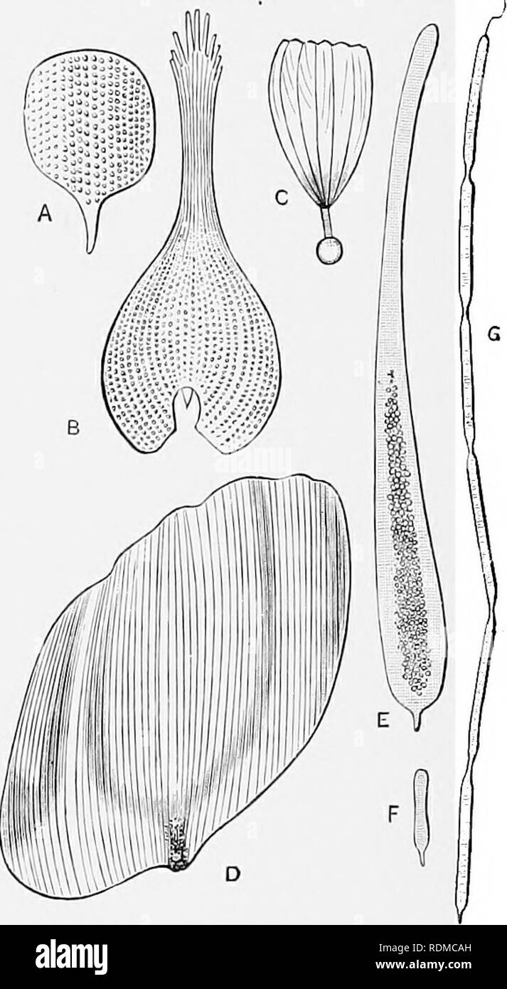 . The Cambridge natural history. Zoology. Fig. 170.—Structure of wing ...
