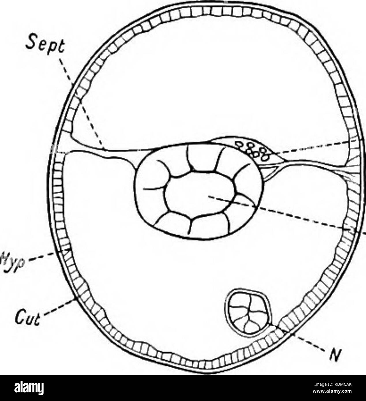 . The Cambridge natural history. Zoology. Fig. 278.âTransYerse sections ...