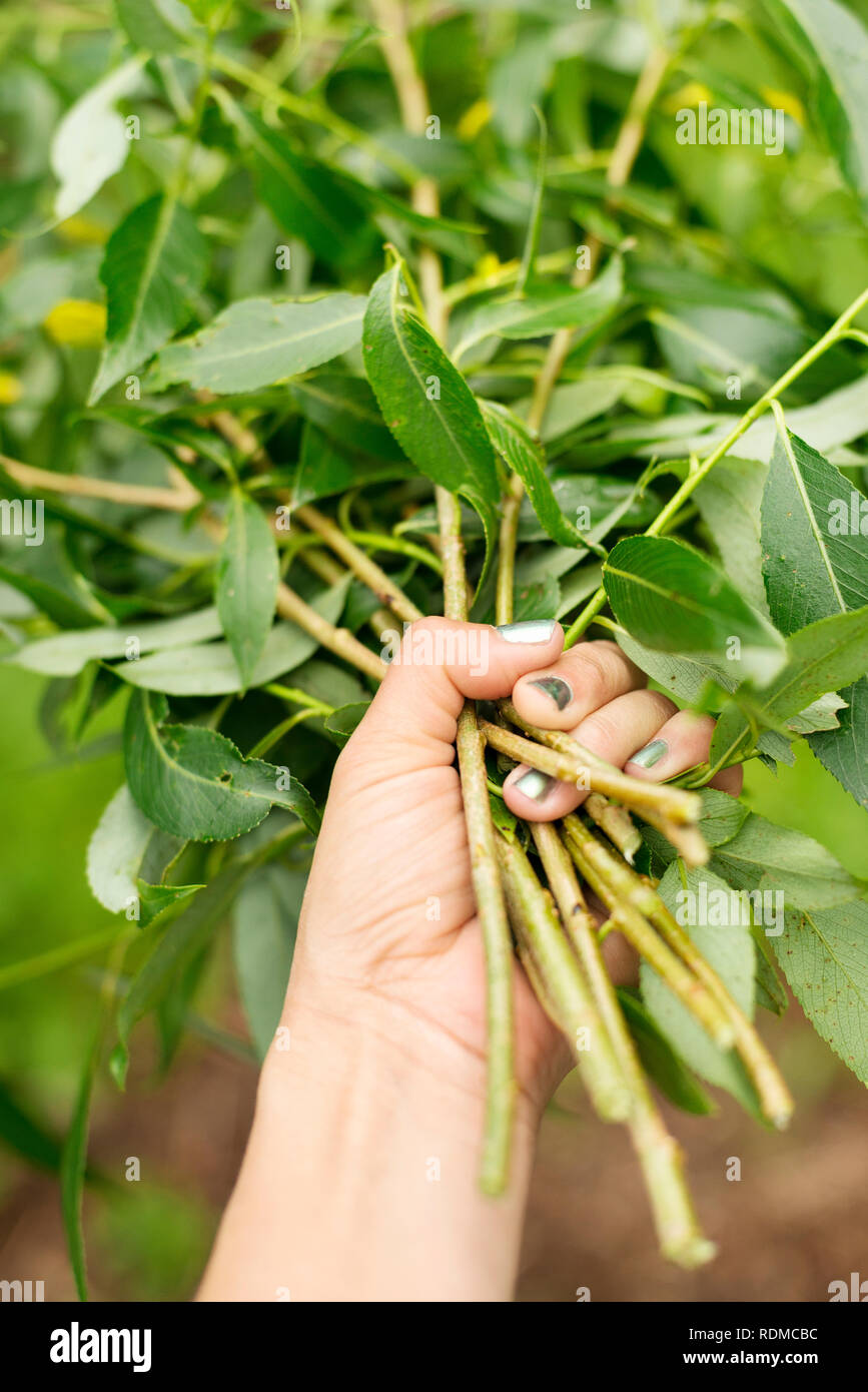 Hand holding twigs Stock Photo - Alamy