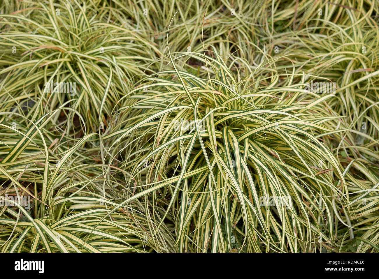 variegated foliage of Carex oshimensis Evergold plants Stock Photo - Alamy